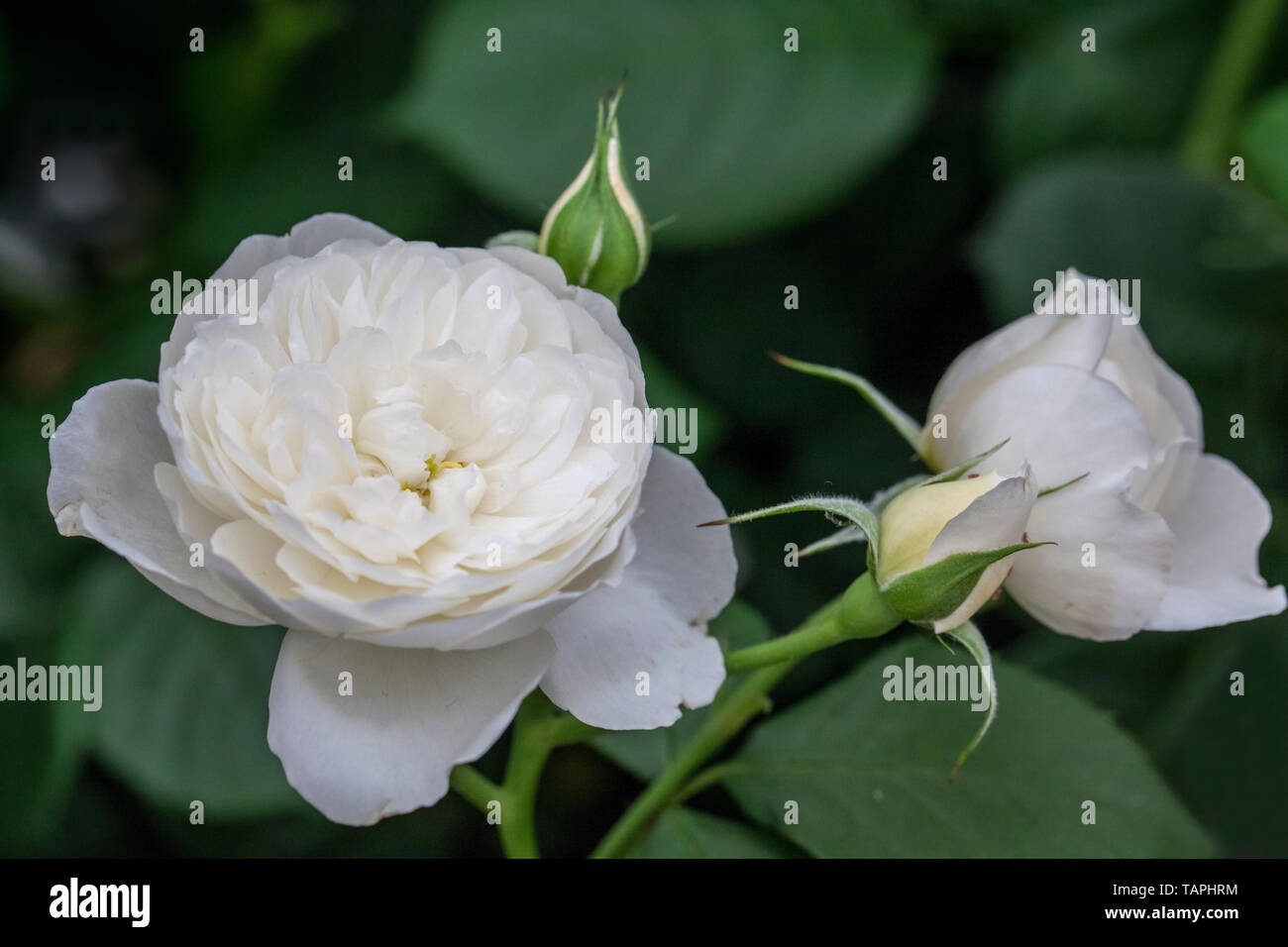 Rose taxonomy hi-res stock photography and images - Alamy