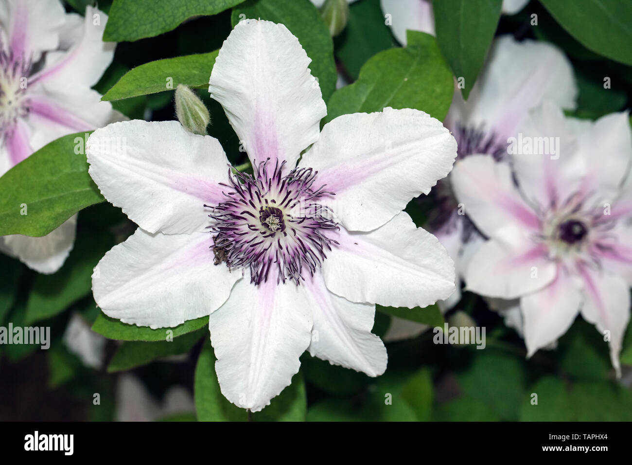 Clematis 'Snow Queen' Stock Photo - Alamy