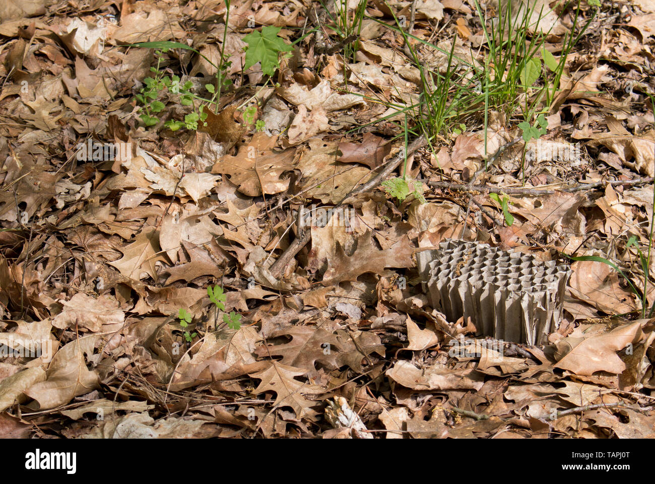 Paper wasp nest on leaf covered ground Stock Photo - Alamy