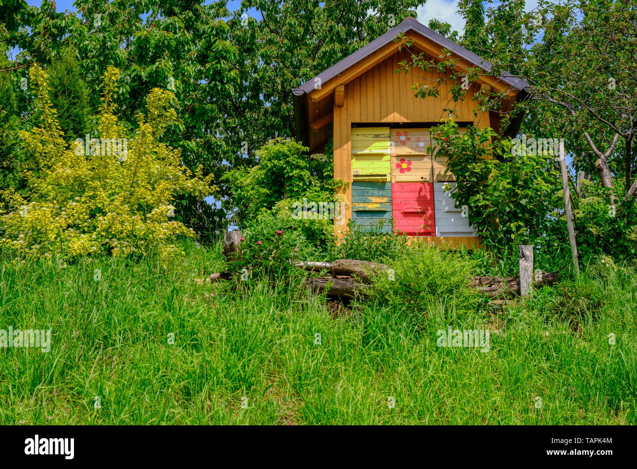 Wooden apiary, colorful beehives in garden, beekeeping, bee protection ...