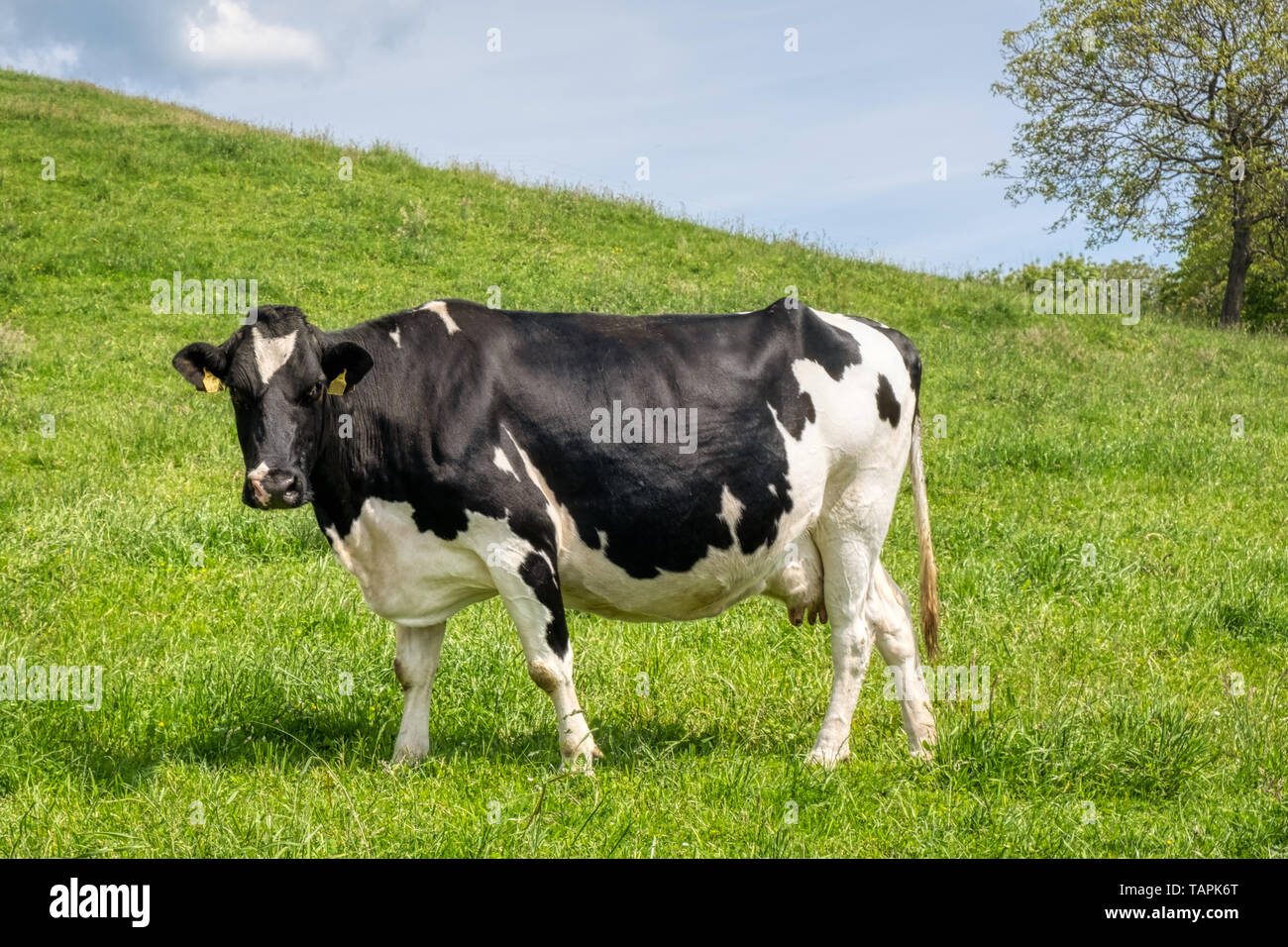 Healthy cow hi-res stock photography and images - Alamy
