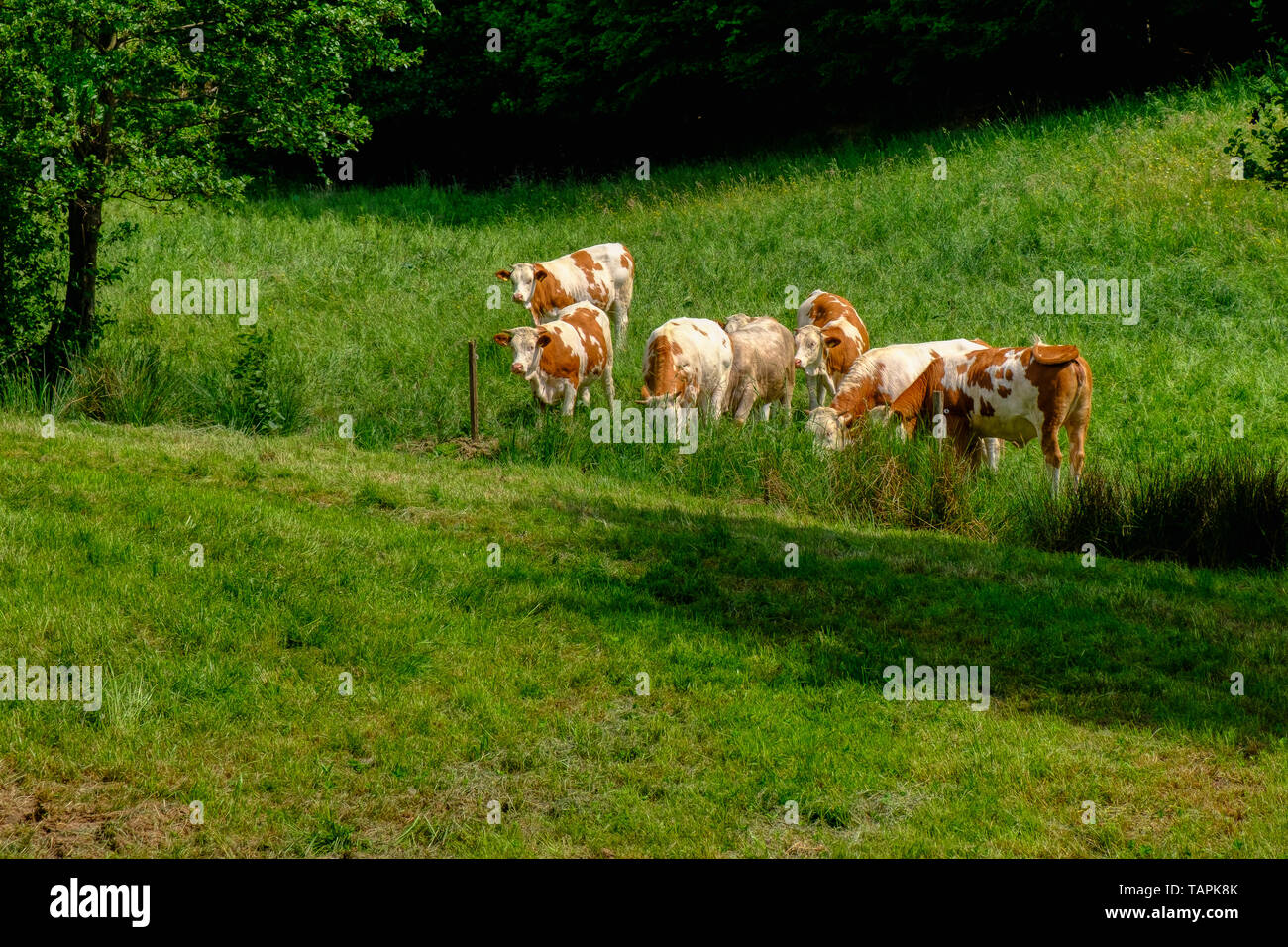 Mixed cattle herd hi-res stock photography and images - Alamy
