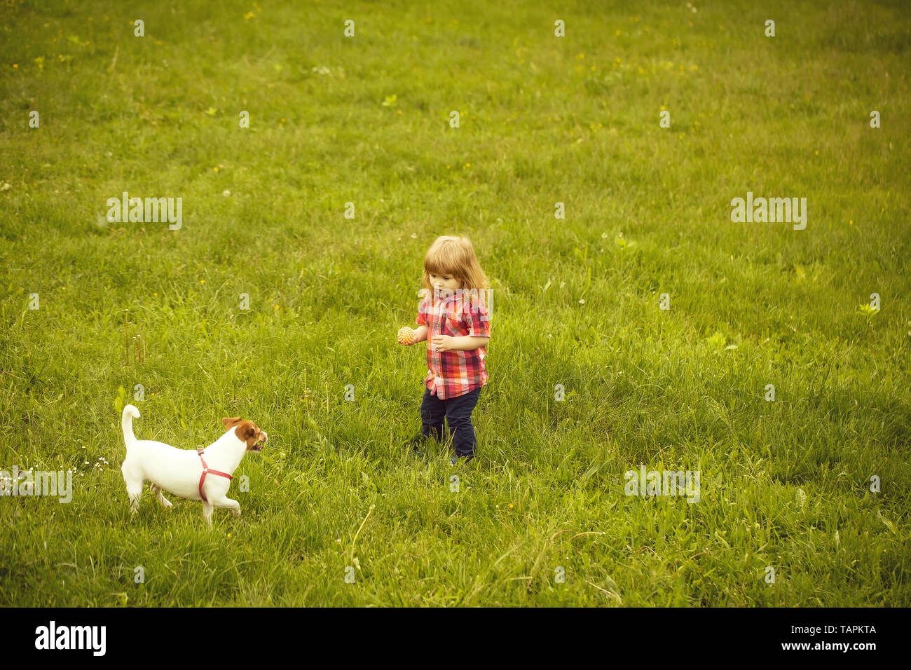 small boy on green grass with dog Stock Photo - Alamy