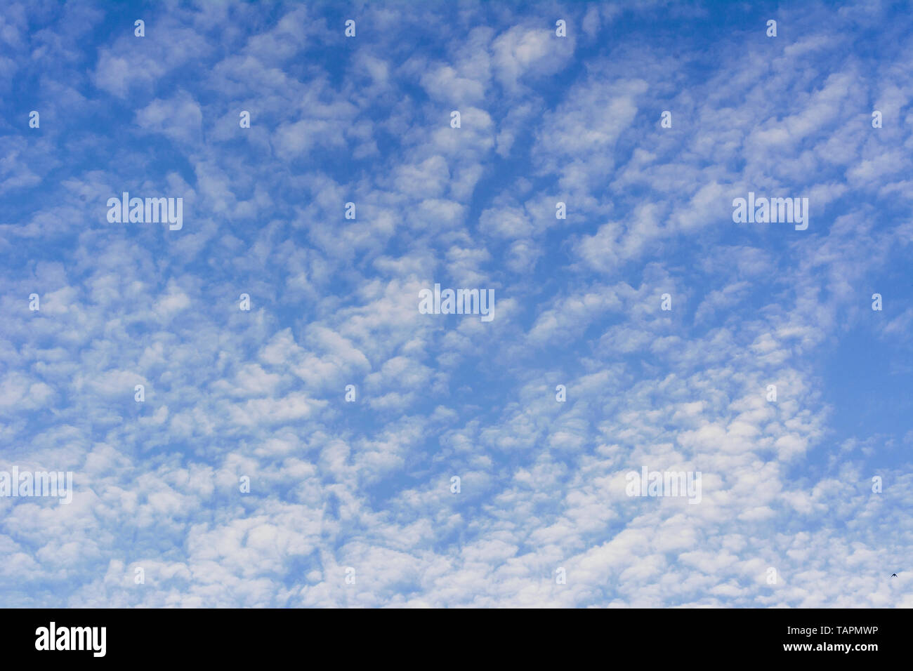blue sky with many small Cumulus clouds predawn sky Stock Photo - Alamy