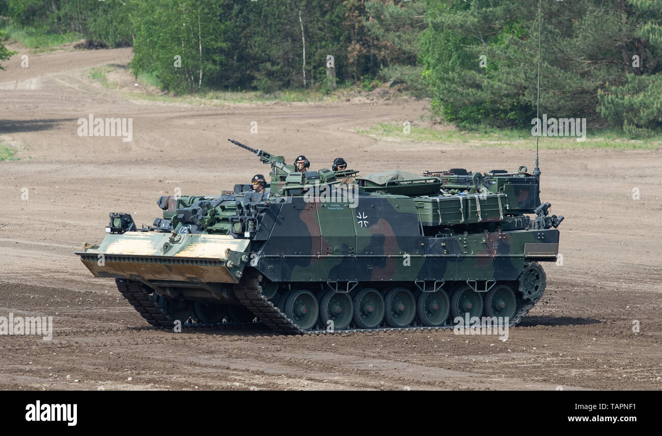 Badger on the field hi-res stock photography and images - Alamy