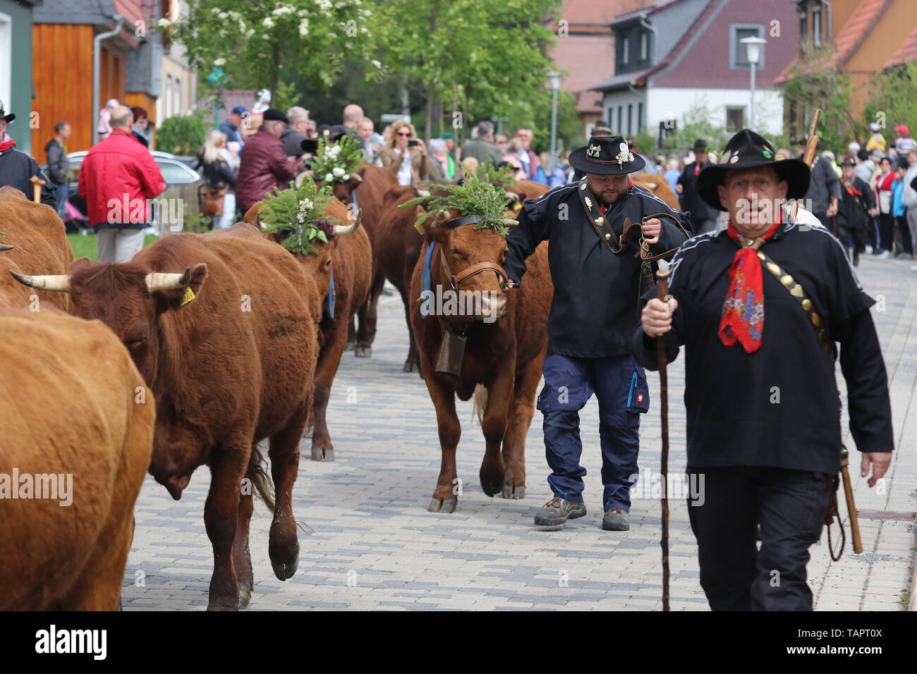 Cattle rotes hohenvieh hi-res stock photography and images - Alamy