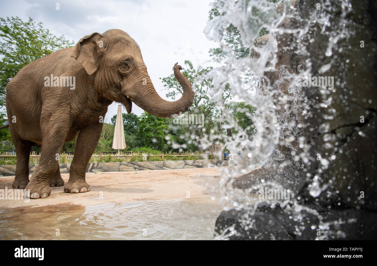 Karlsruhe, Germany. 24th May, 2019. Elephant lady Jenny is standing in ...