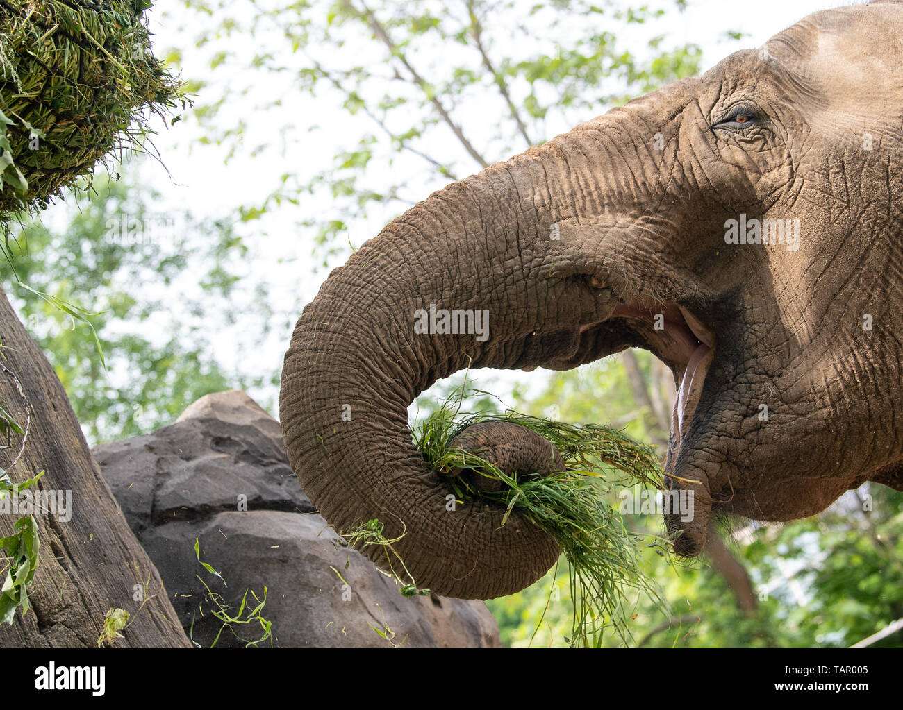 Karlsruhe, Germany. 24th May, 2019. Elephant lady Jenny eats in the new ...