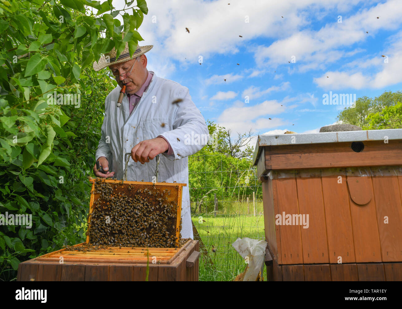 Sieversdorf, Germany. 25th May, 2019. The hobby beekeeper Peter Stumm ...