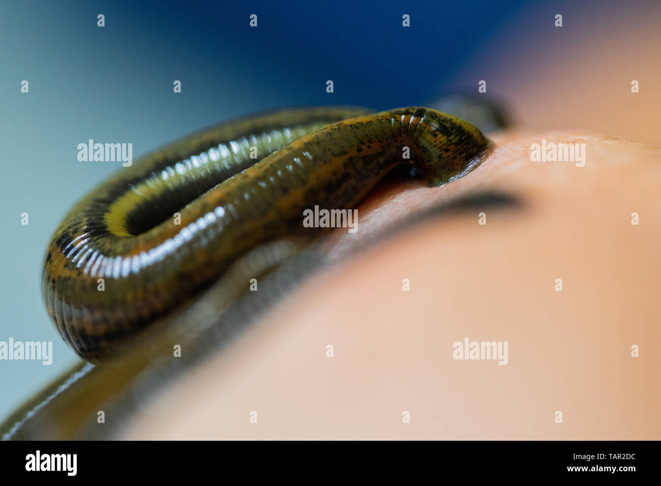 Duesseldorf, Germany. 27th May, 2019. Leeches sit on the arm of a ...