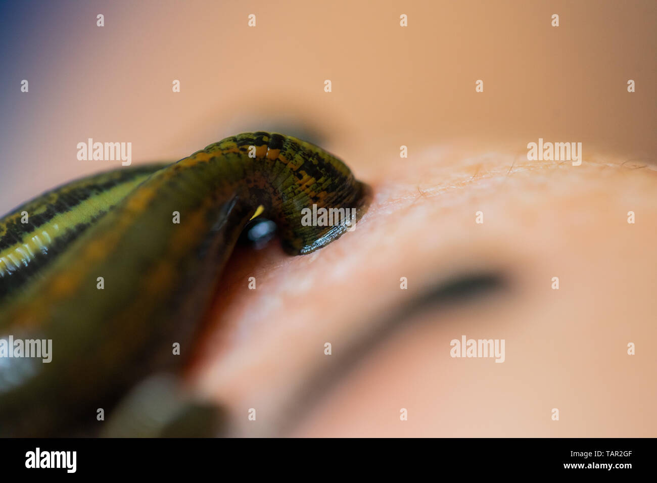 Duesseldorf, Germany. 27th May, 2019. Leeches sit on the arm of a ...