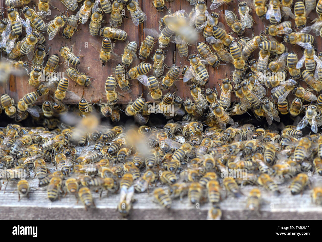 Sieversdorf, Germany. 25th May, 2019. Bees can be seen at the entrance ...