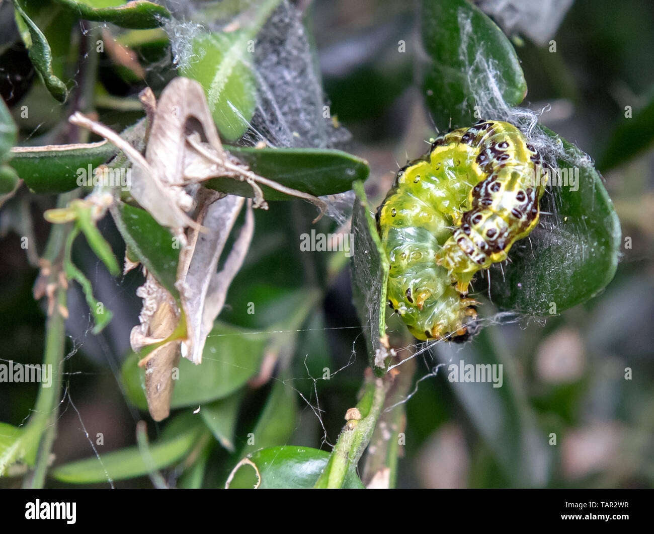 Munich, Germany. 27th May, 2019. The caterpillar of a boxwood borer ...