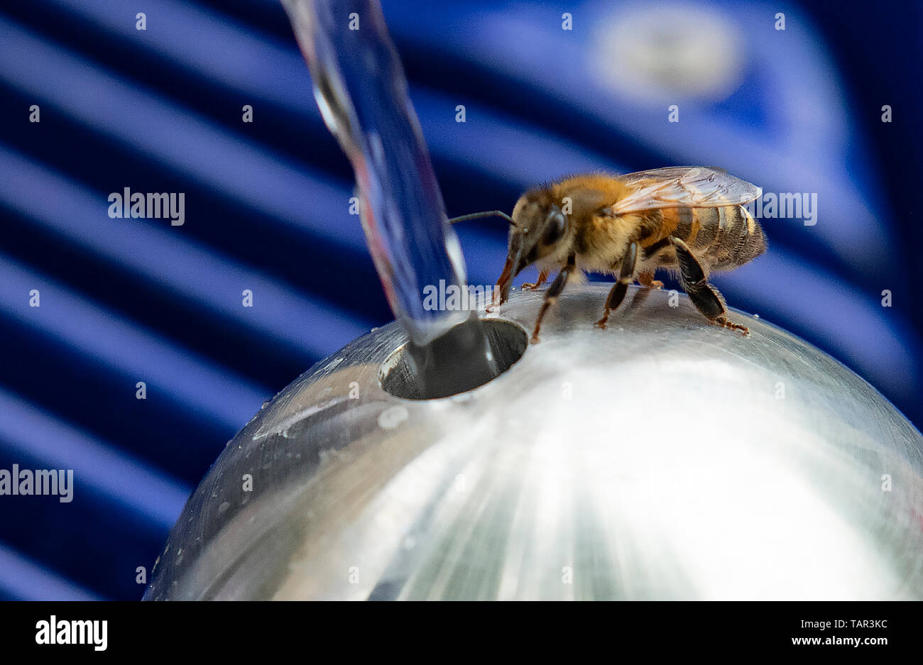 Bee water fountain hi-res stock photography and images - Alamy