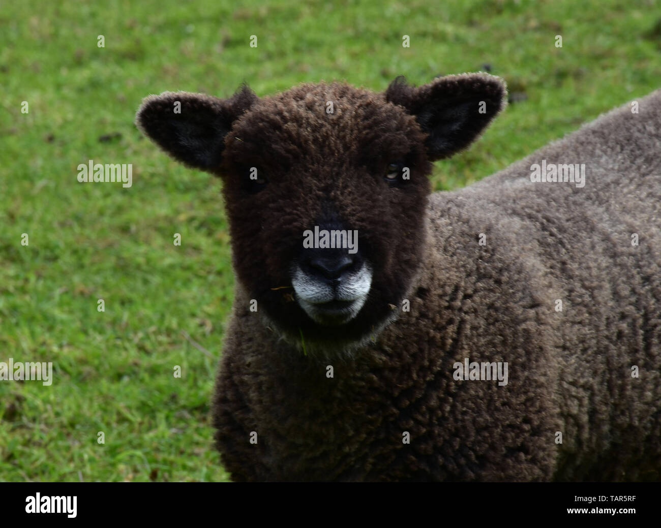Ryeland Ram High Resolution Stock Photography and Images - Alamy