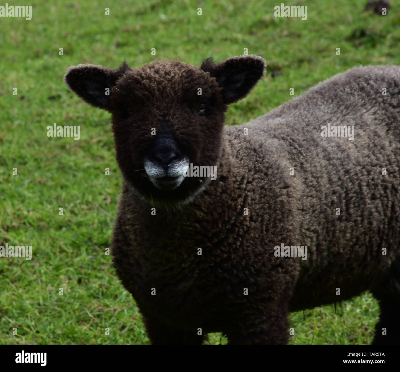 Ryeland ram hi-res stock photography and images - Alamy