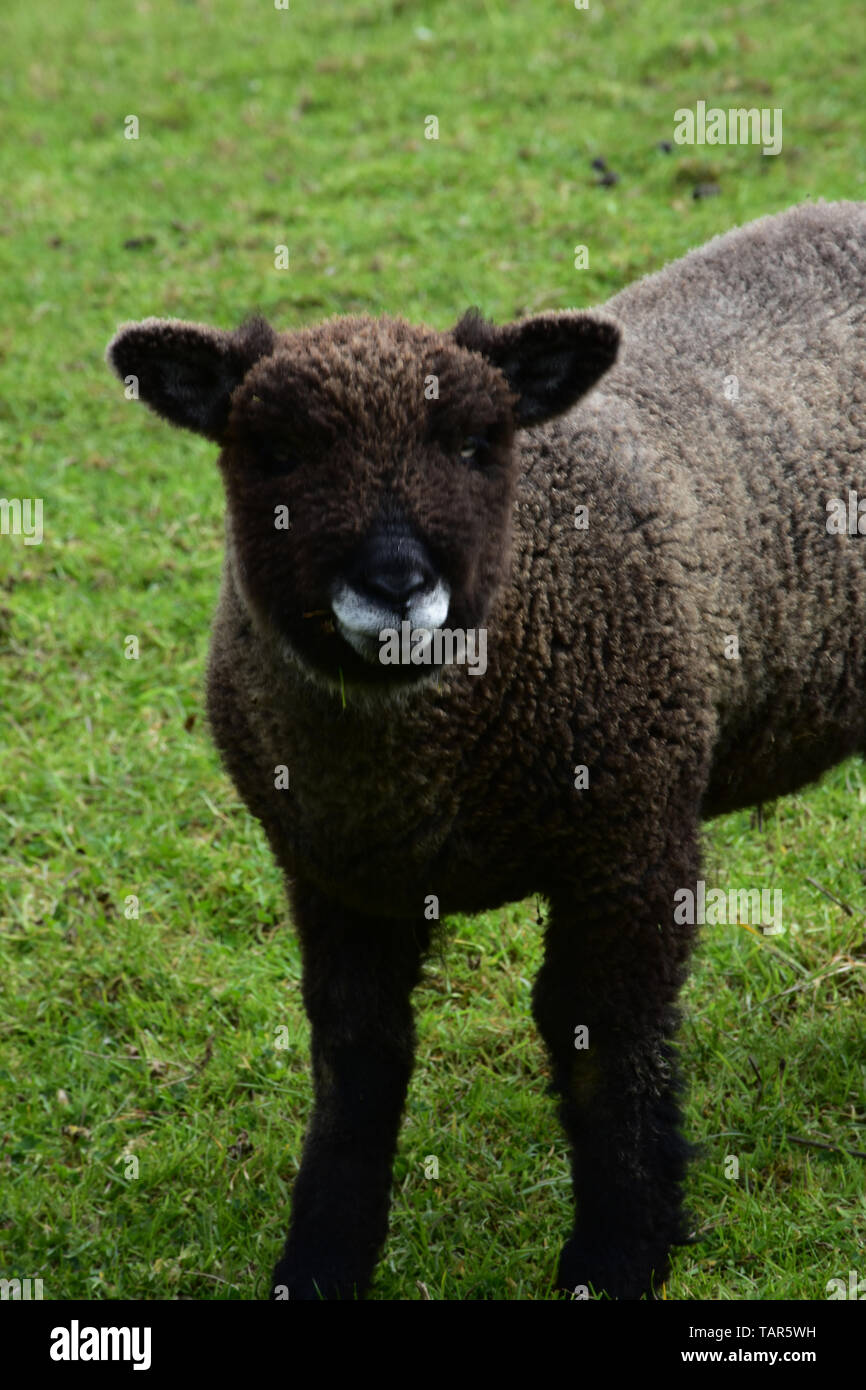 Adorable brown sheep known as a ryeland sheep that looks like a teddy ...