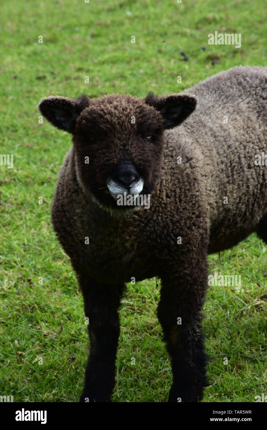 Ryeland sheep hi-res stock photography and images - Alamy