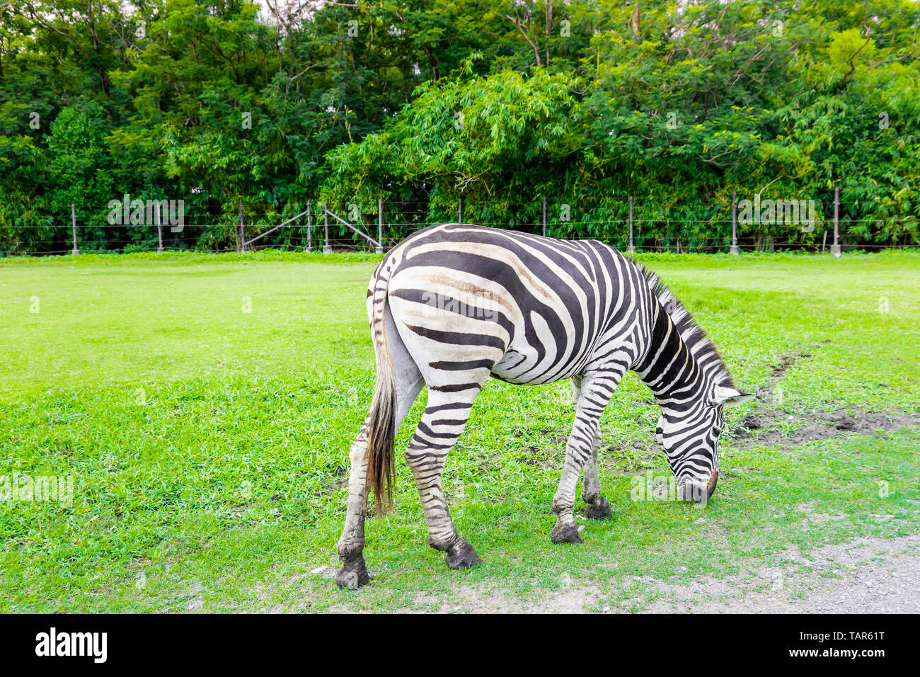 Zebra head down hi-res stock photography and images - Alamy