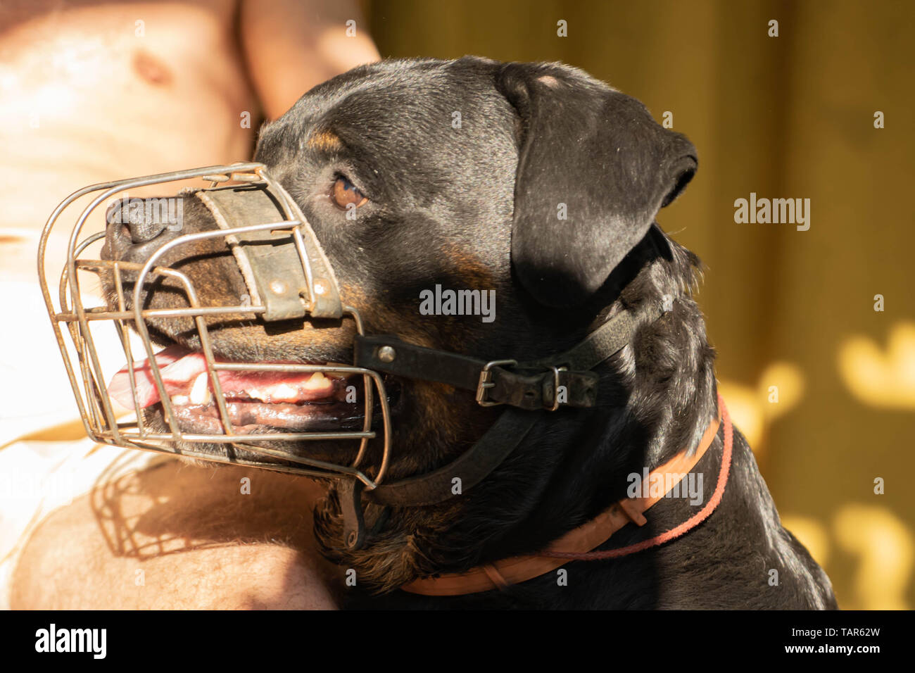 Portrait of an adult Rottweiler dog in a metal muzzle on a sunny day ...
