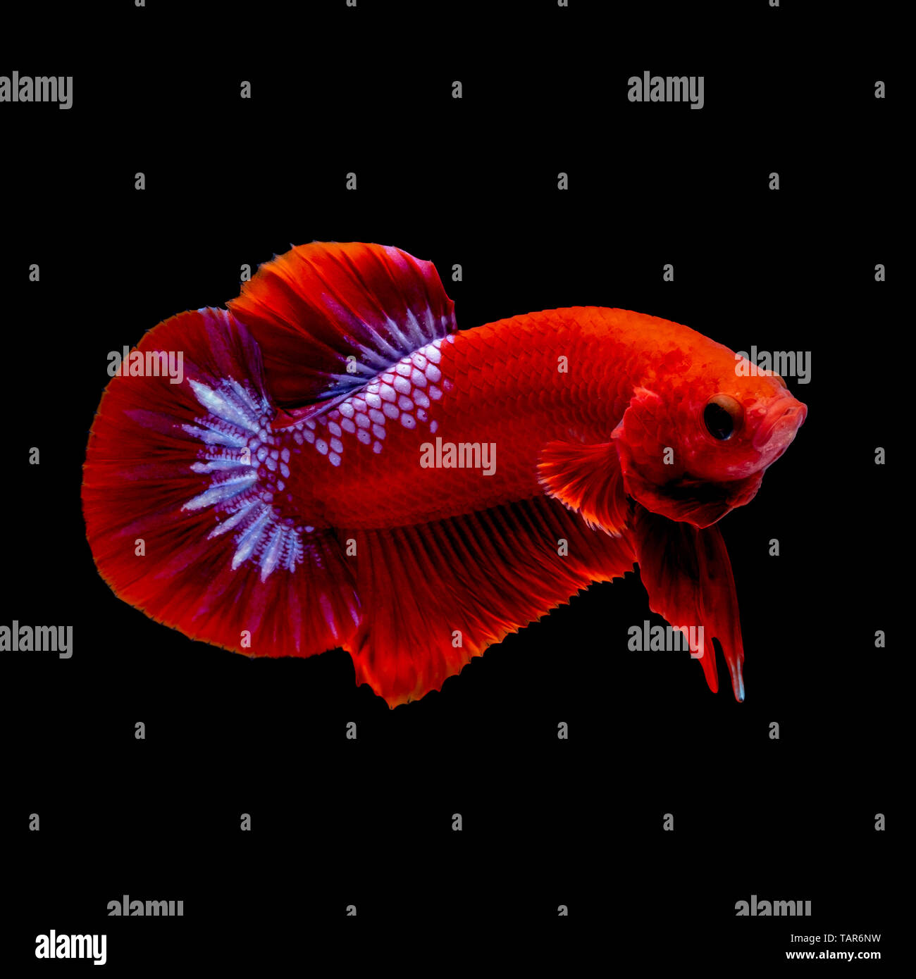 Red Hellboy High Resolution Stock Photography and Images - Alamy