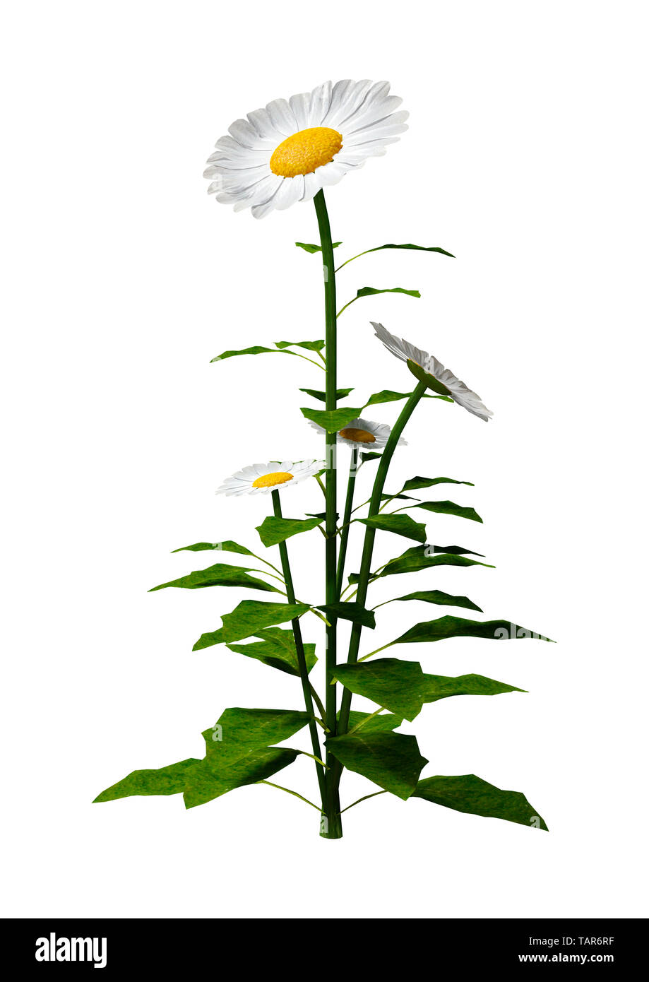 3D rendering of a daisy flower isolated on white background Stock Photo ...