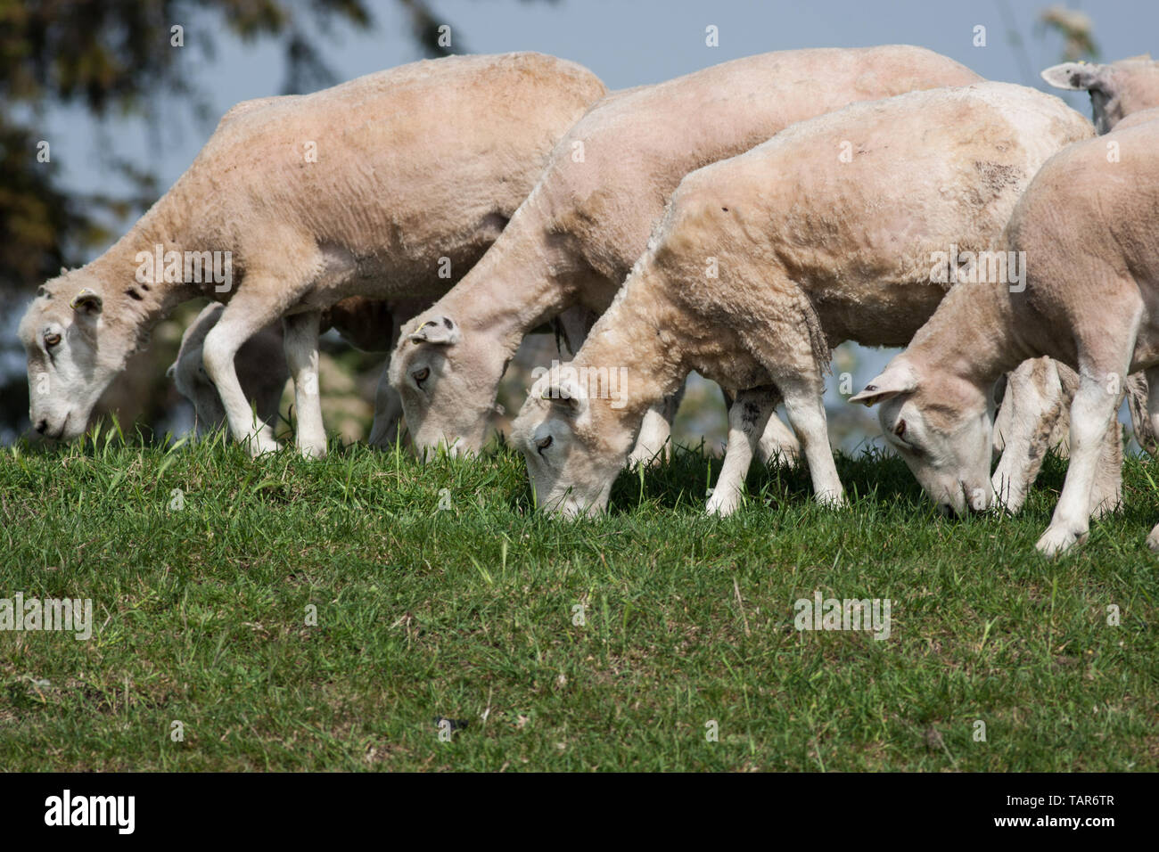 Grass cutting sheep hi-res stock photography and images - Alamy