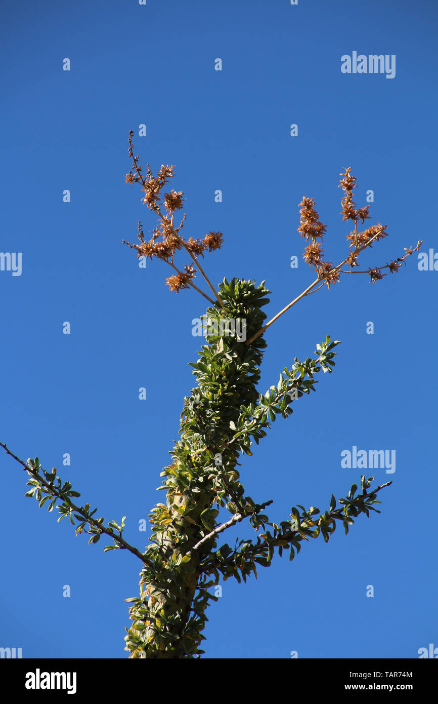 Boojum tree hi-res stock photography and images - Alamy