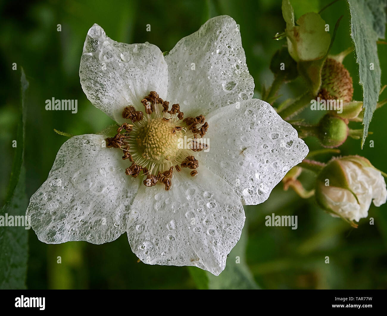 Thimbleberry hi-res stock photography and images - Alamy