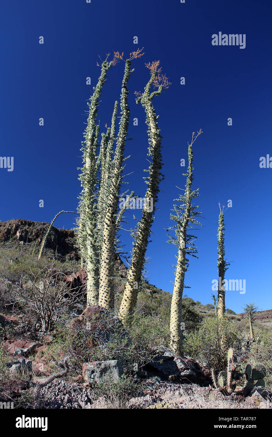 Baja california boojum trees fouquieria hi-res stock photography and ...