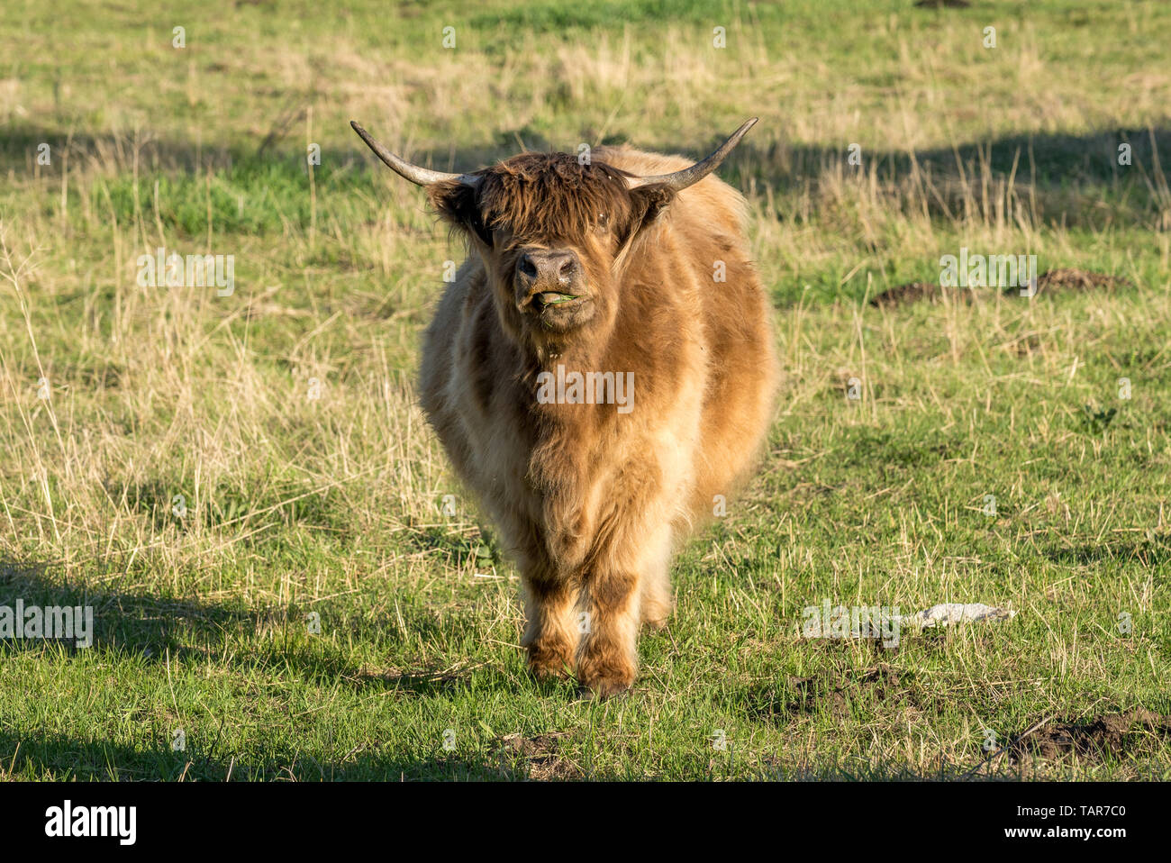 Highland cow in Oregon's Wallowa Valley Stock Photo - Alamy