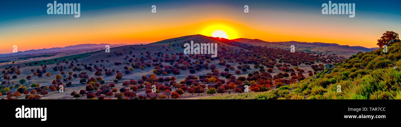 Panoramic maple tree forest in autumnal colors Stock Photo - Alamy