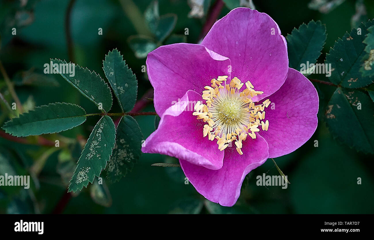Nootka rose flower (Rosa nutkana Stock Photo - Alamy