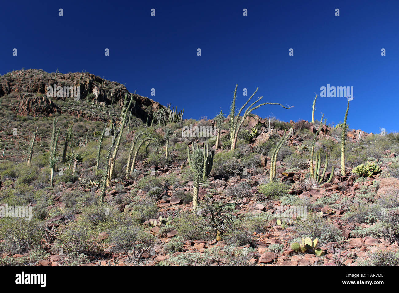 Boojum tree hi-res stock photography and images - Alamy