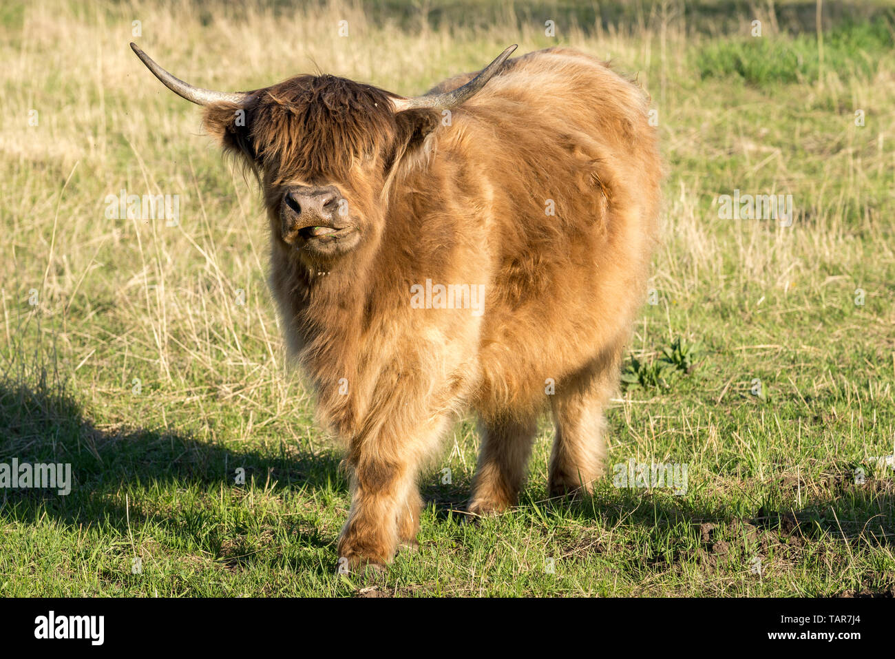 Highland cow in Oregon's Wallowa Valley Stock Photo - Alamy