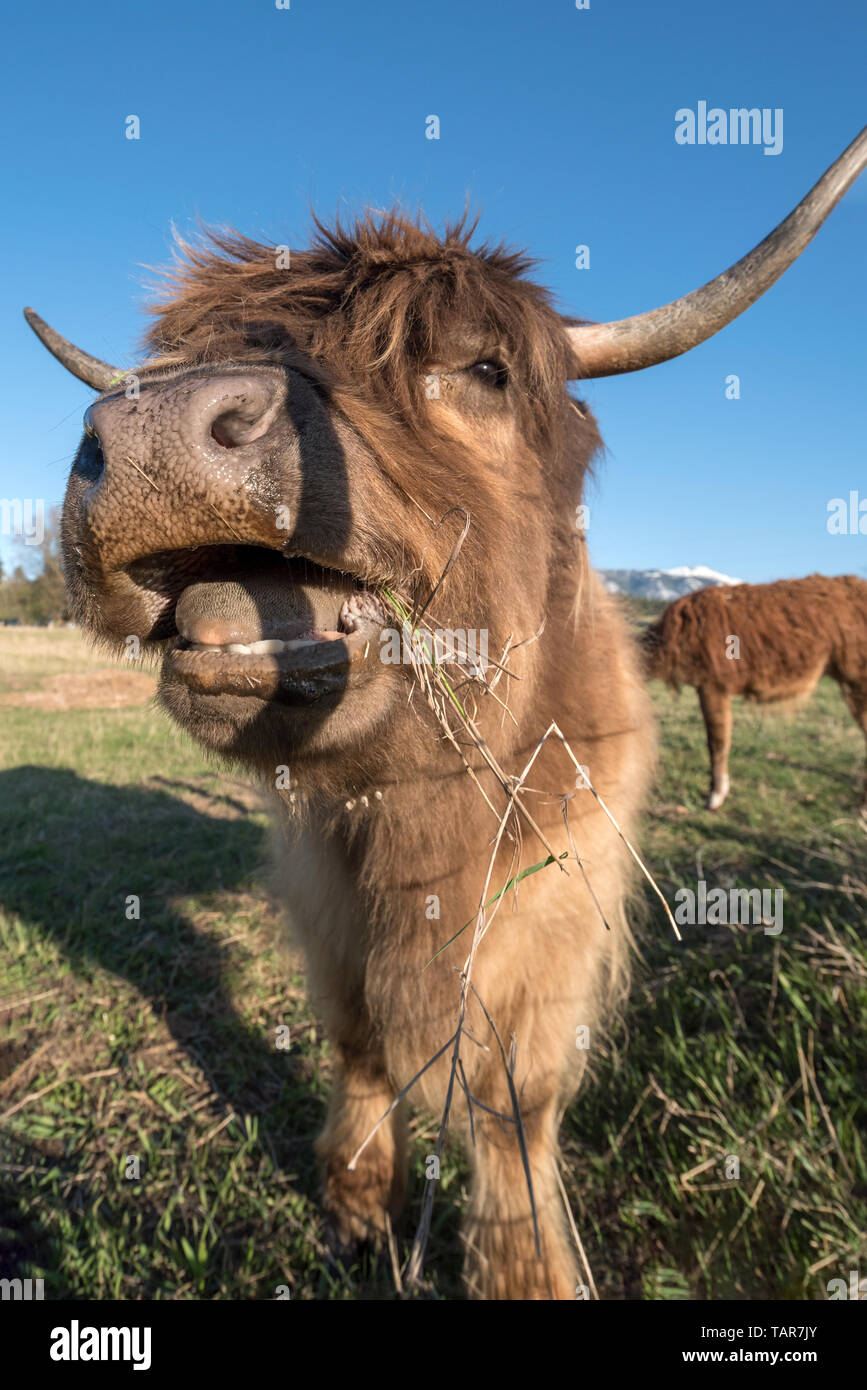 Highland cow in Oregon's Wallowa Valley Stock Photo - Alamy