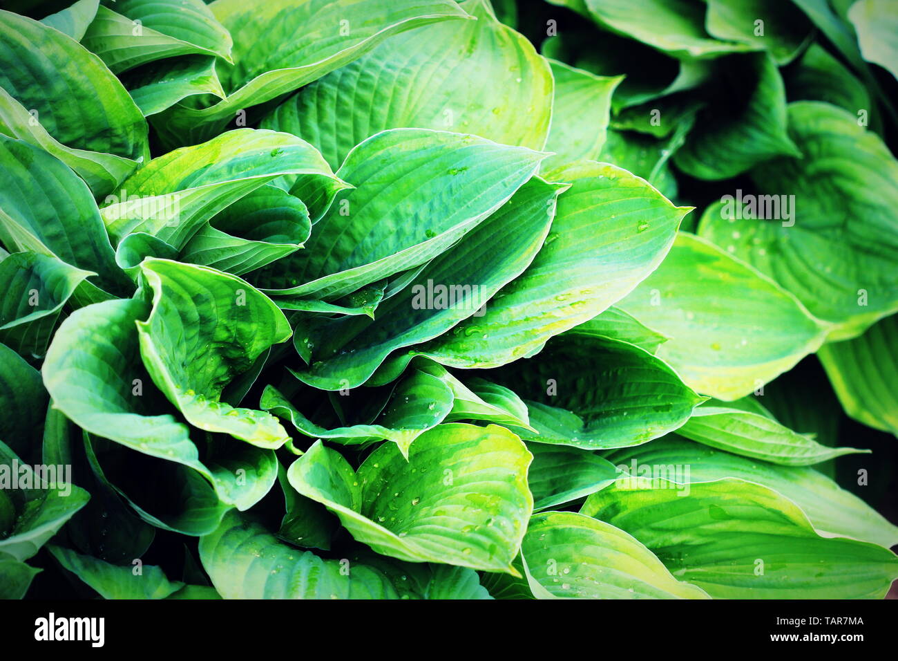 Hosta leaves pattern background. Summer plants wallpaper. Hosta lily ...
