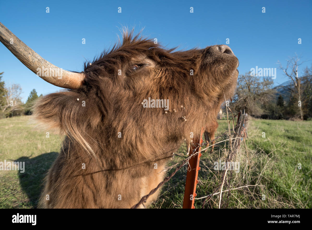 Highland cow scratching itself on a fence post in Oregon's Wallowa ...