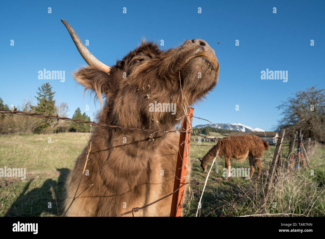Cow scratching scratch hi-res stock photography and images - Alamy