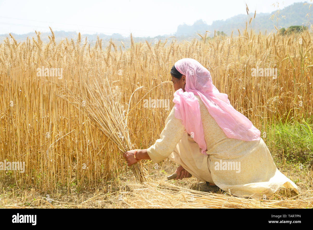 Indian woman harvesting crops hi-res stock photography and images - Alamy