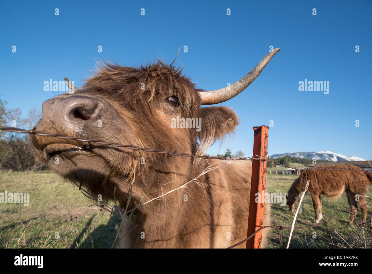 Highland cow scratching itself on a fence post in Oregon's Wallowa ...