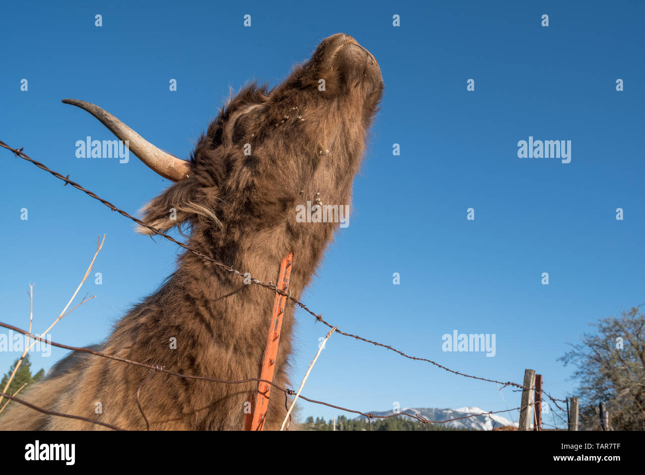 Highland cow scratching itself on a fence post in Oregon's Wallowa ...
