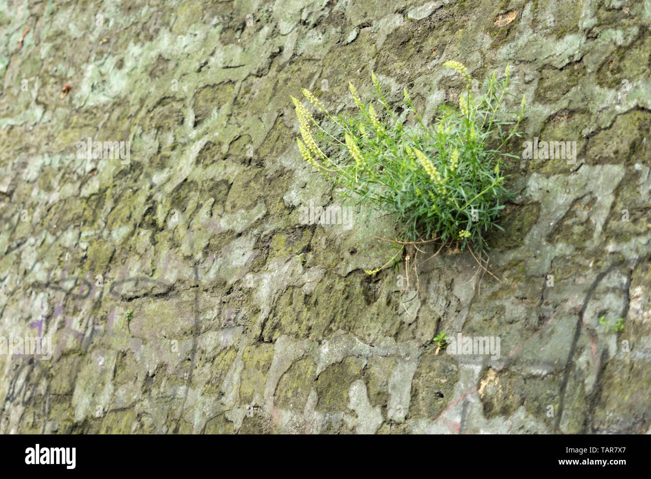 A plant growing on an old sandstone stone wall Stock Photo - Alamy
