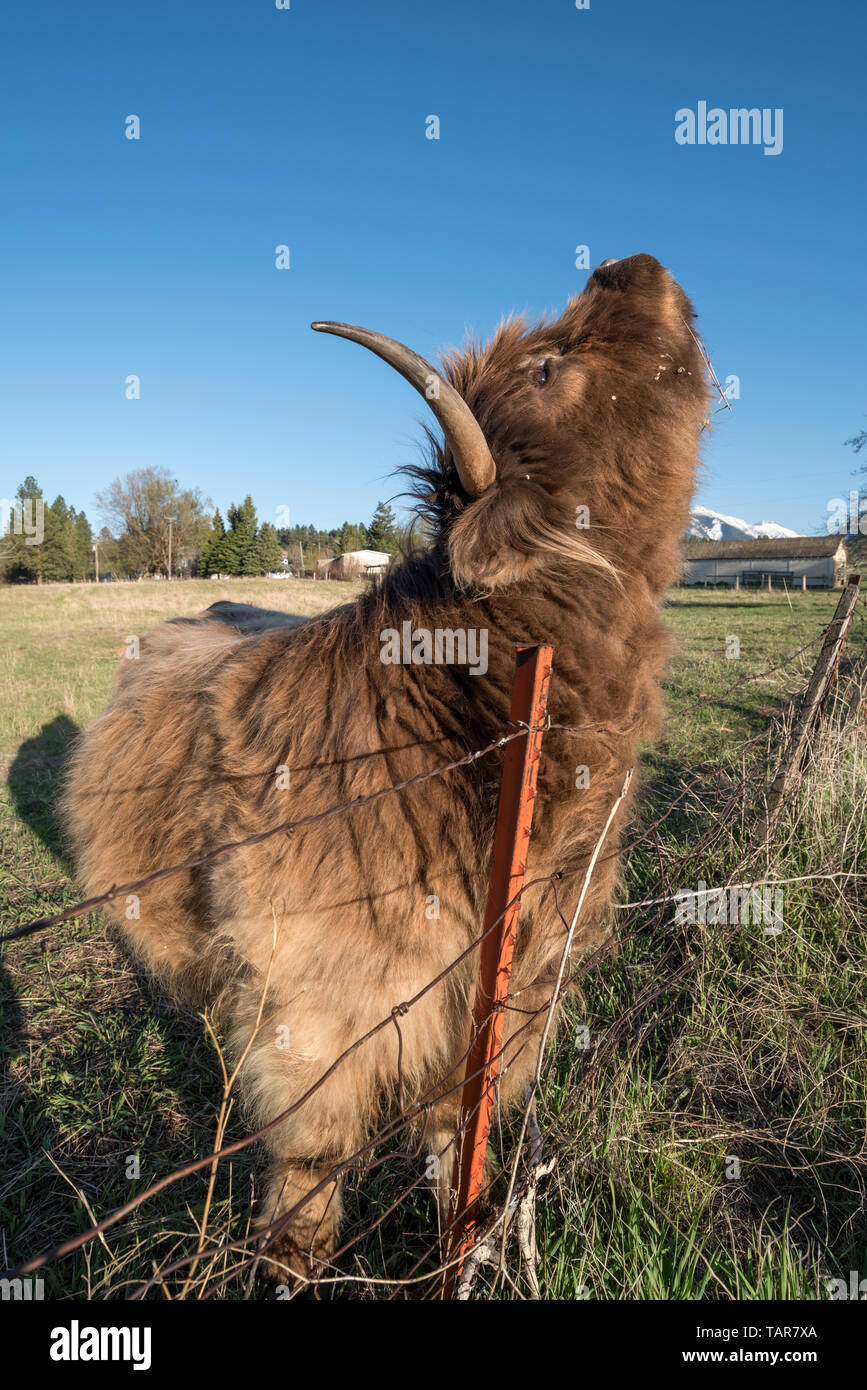Highland cow in Oregon's Wallowa Valley Stock Photo - Alamy