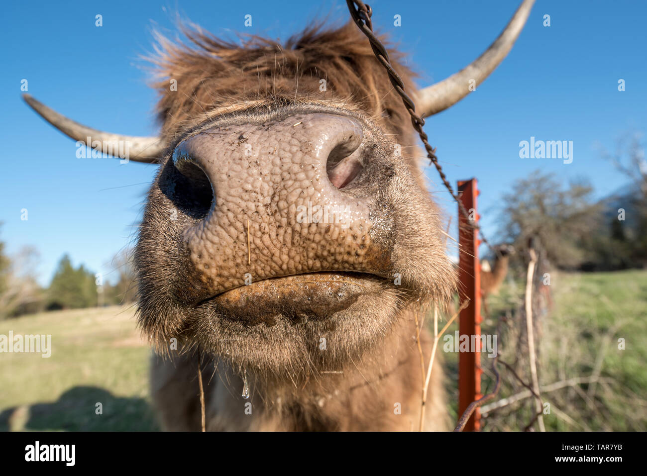 Highland cow in Oregon's Wallowa Valley Stock Photo - Alamy