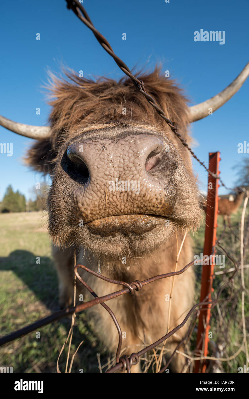 Highland cow in Oregon's Wallowa Valley Stock Photo - Alamy