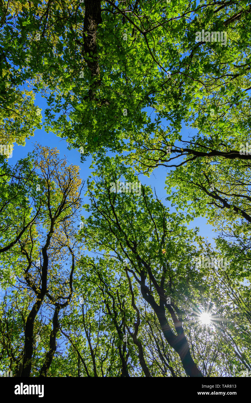 Straight tree trunks hi-res stock photography and images - Alamy