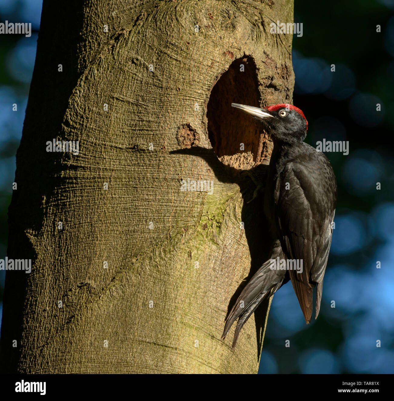 Black woodpecker hi-res stock photography and images - Alamy