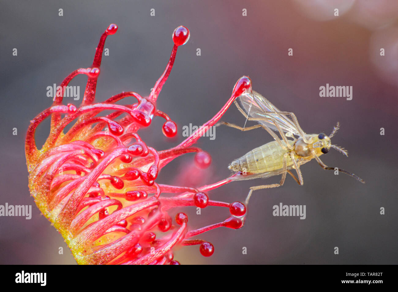 An insect caught in the sticky tentacles of Sundew, a small carnivorous ...