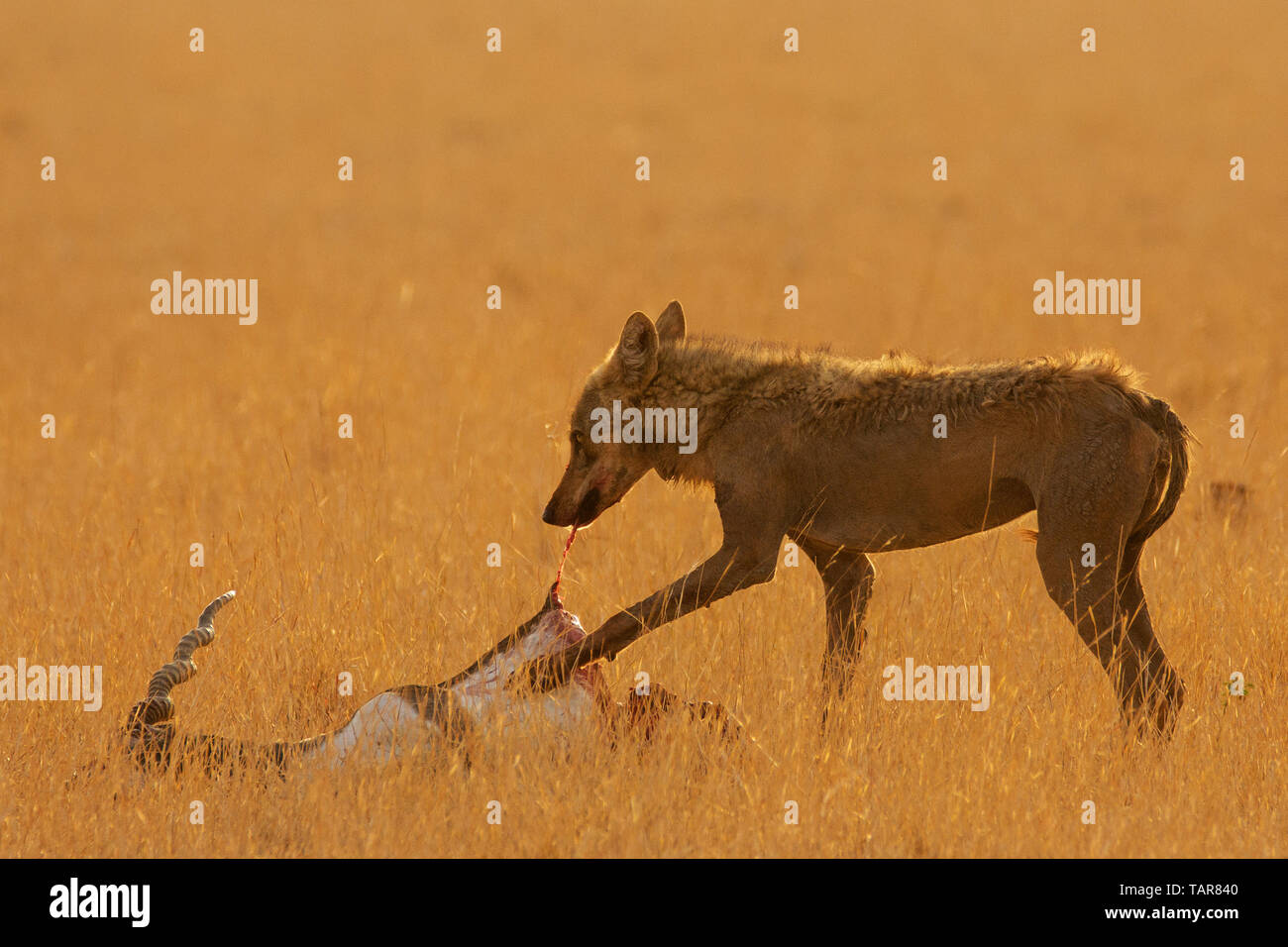 Indian wolf kill hi-res stock photography and images - Alamy
